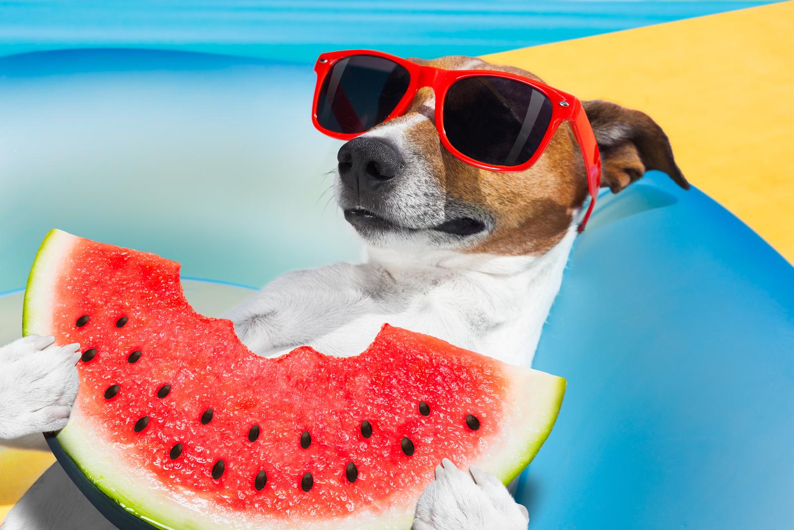 Keep Your Dog Cool During a Heatwave | Dogmaps | Blog | Tips and Advice for Dog Care - Dogmaps